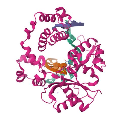 Rcsb Pdb 2pfn Na In The Active Site Of Dna Polymerase Lambda