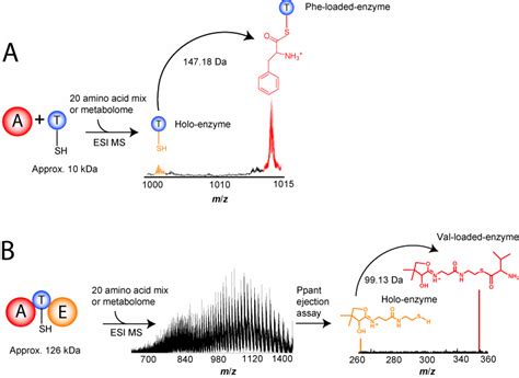 8 Overview Of Mass Spectrometric Techniques For Analyzing Activity In