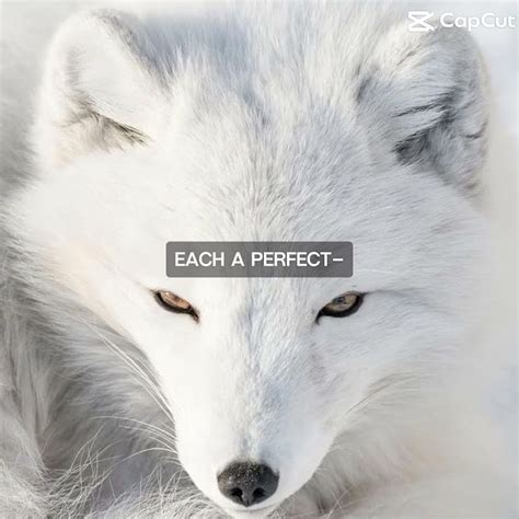 My Theriotypes Youtube