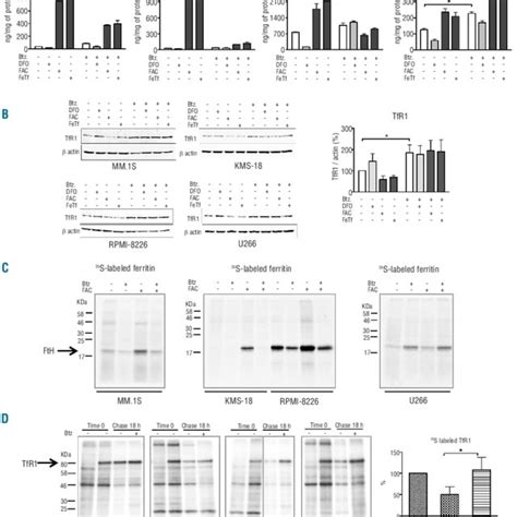 Simone Cenci San Raffaele Scientific Institute Milan Osr