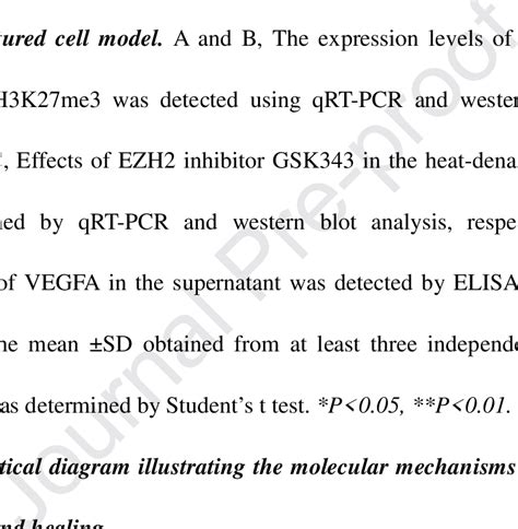 Linc00174ezh2 Regulated Vegfa Expression Through Znf24 And Runx1 In