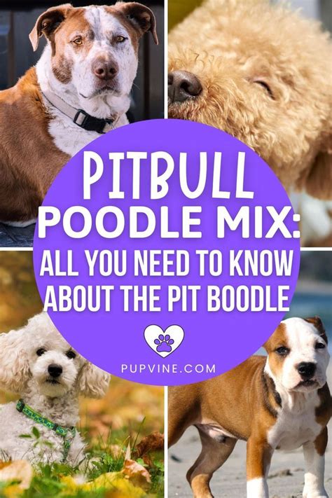Pitbull Poodle Mix All Information On The Pit Boodle Poodle Mix