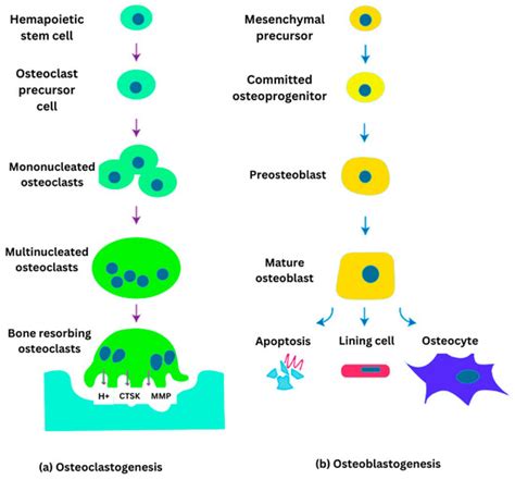 The Intraosseous Environment Physiological Parameters Regulatory