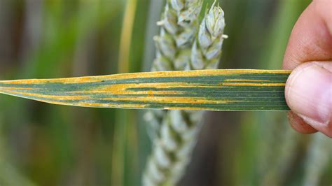 This International Surveillance Project Aims To Protect Wheat From