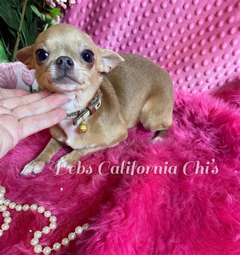 Apple Head Chihuahua Puppies Debs Chihuahuas