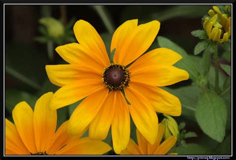 Prime Photos Independence Day Flower Show At Lalbag August 2013