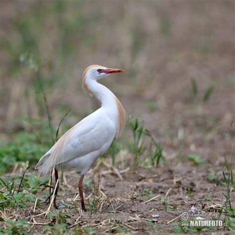 Bubulcus Ibis Pictures Cattle Egret Images Nature Wildlife Photos Naturephoto