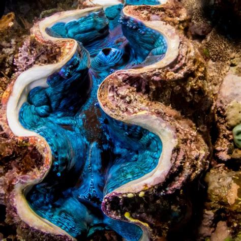 Giant Clam Great Barrier Reef Marine Life Guide And Facts
