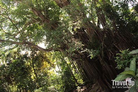 Bewitching Balete Trees Around The Philippines Travel Up