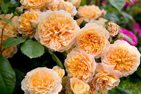 12 Best Climbing Roses Bbc Gardeners World Magazine