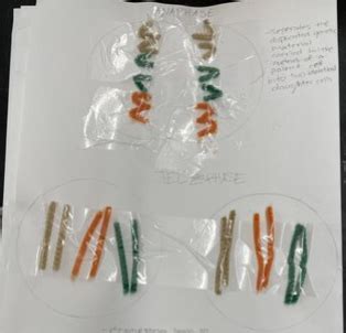 Science 10 Gladstone Make A Model Of Mitosis Using Pipe Cleaners