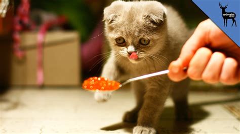 What To Do About A Picky Eater Cat At Ben Vincent Blog
