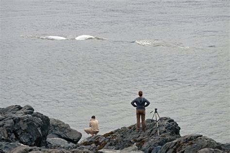 The Baffling Case Of The Belugas That Wont Bounce Back Hakai Magazine