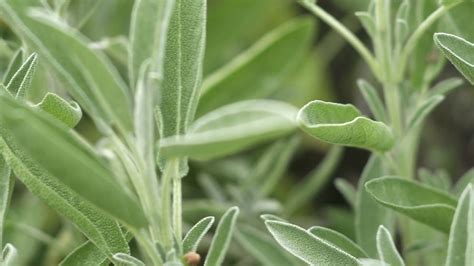 Sage An Herb With Culinary And Medicinal Uses Britannica