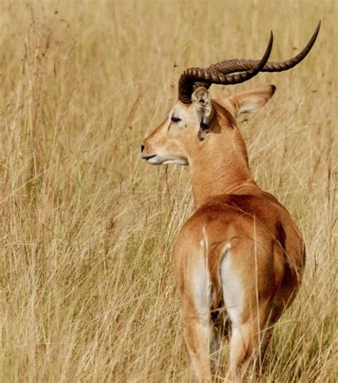 Kob African Wildlife Foundation