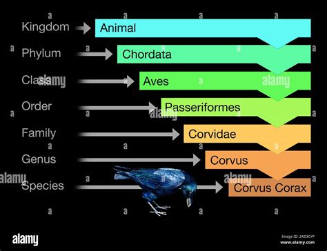 Biological Classification Computer Illustration Using A Crow To