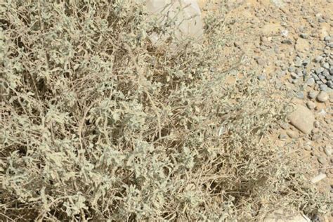 Echiochilon Persicum طبيعة السعودية