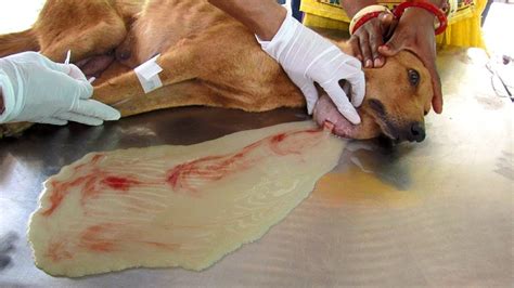 Huge Abscess Drained To Save Mother Dog Youtube