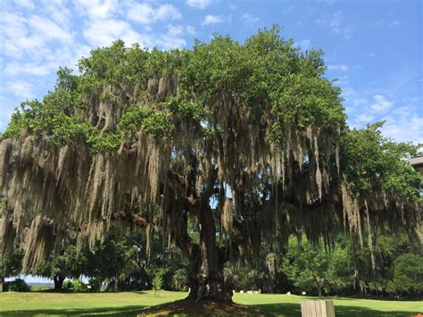 St Simons Island Ga Spanish Moss On Oak Trees