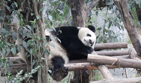 可爱熊猫素材 可爱熊猫模板 可爱熊猫图片免费下载 设图网