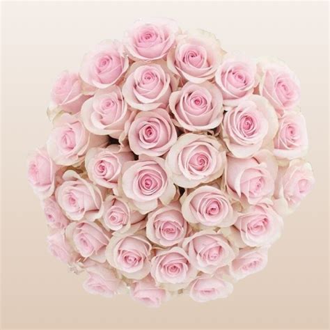 Rose Sweet Akito