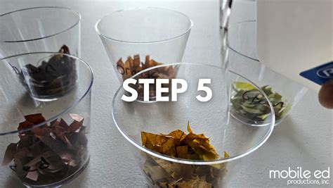 Fall Science Project Leaf Chromatography