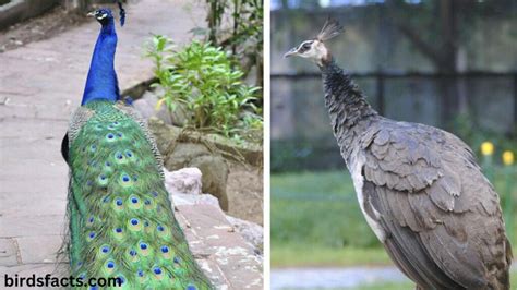 Female Peacocks And Male Vs Female Peacock Elucidation Guide