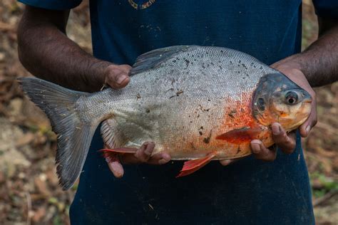 Red Bellied Pacu Piaractus Brachypomus Marine Life Identification