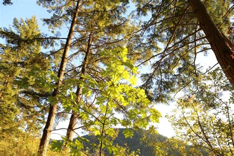 Infidelity Evolution Counseling