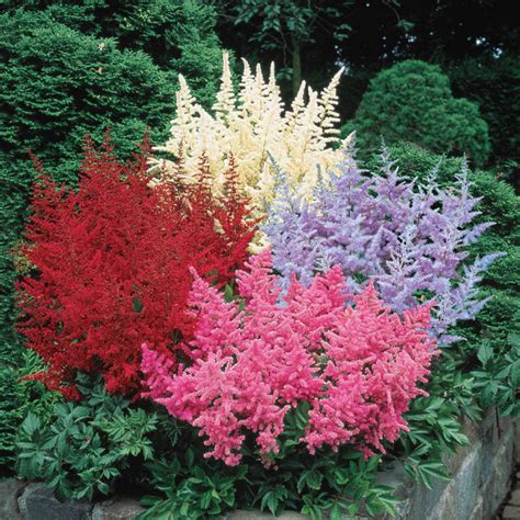Deer Proof Perennials Part Shade Deer Resistant Plants For Your