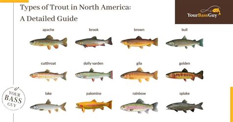 The 14 Types Of Trout Species Types Of Trout Full List Of Saltwater And Freshwater Species Pwqavc