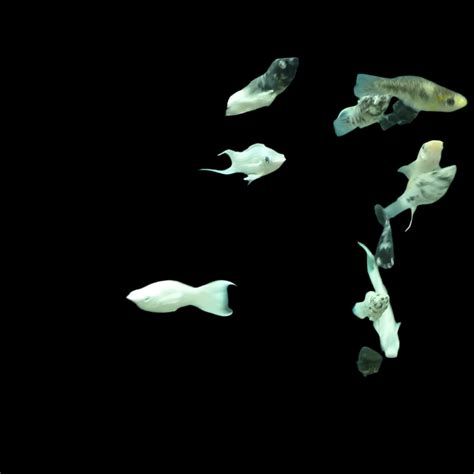 Assorted Molly Tropical Fish Imports
