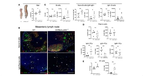Characterisation And Localisation Of Mesenteric Lymph Nodes Mln And Download Scientific