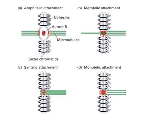 Cell Bio Unit Cell Cycle Checkpoints Flashcards Quizlet