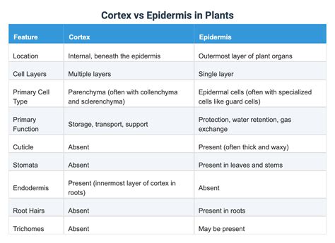 Cortex Vs Epidermis In Plants