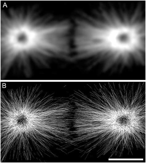 Organization Of The First Mitotic Spindle At Metaphase In The Early C