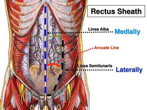Ppt Anatomy Of Anterior Abdominal Wall Powerpoint Presentation Free