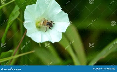 Bindweed On Meadows And Bee Stock Image Image Of Bindweed