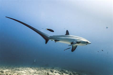 Thresher Shark Wallpapers Wallpaper Cave