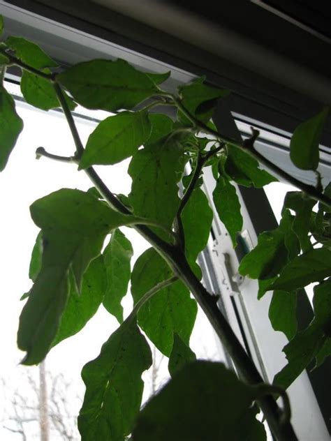 The Veggie Patch Re Imagined Aphid Massacre Overwintering Peppers