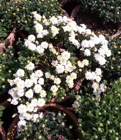 Beautiful Gul E Dawoodi Imported Plants Nursury Pk