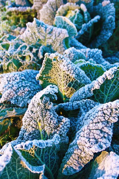 How To Grow Winter Cabbage Gardeners Path