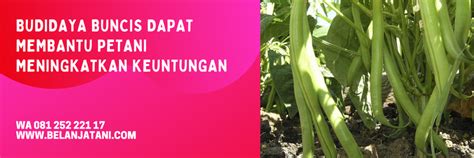 Cara Menanam Buncis Agar Berbuah Lebat Dengan Sesuai