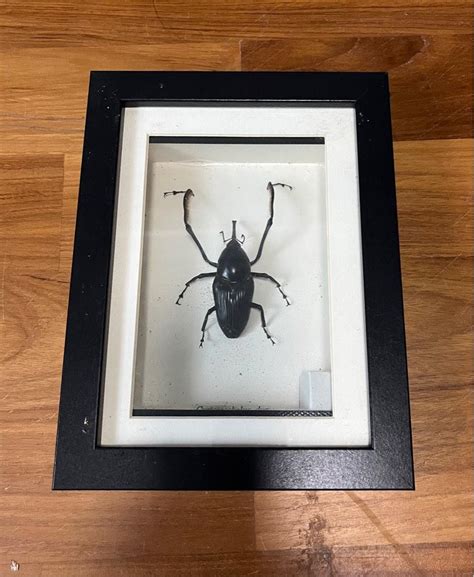 Insect And Beetle Specimen In Frame Hobbies And Toys Memorabilia And Collectibles Vintage