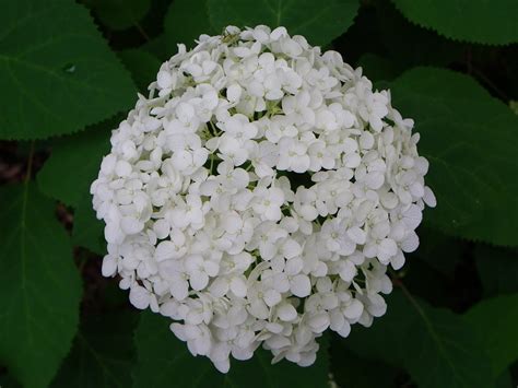 Native In The City Hydrangea Arborescens Annabelle