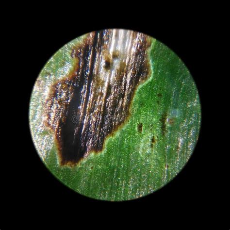 The Surface Of Leaves Of Green Plants Affected By Pests Observed Under