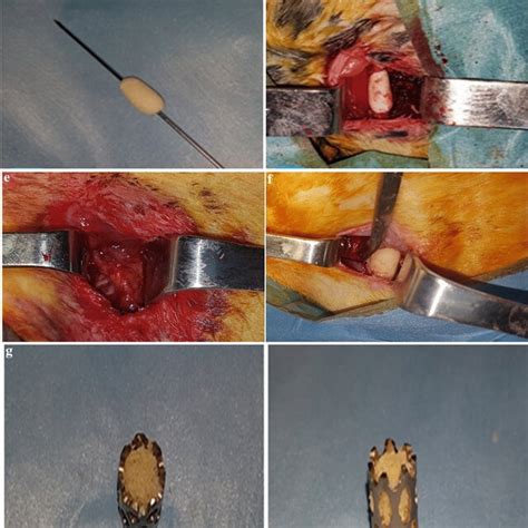 Surgical Technique A Formation Of 15 Mm Length Bone Defect B