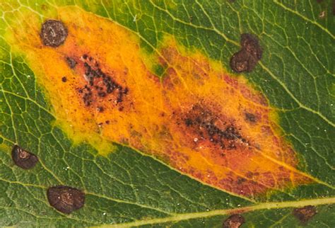 Cannabis Leaf Septoria How To Treat Yellow Spots On Leaves