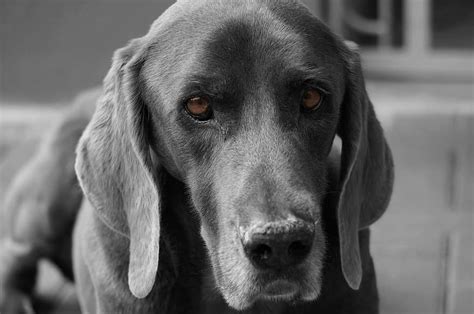 Royalty Free Weimaraner Photos Pikist