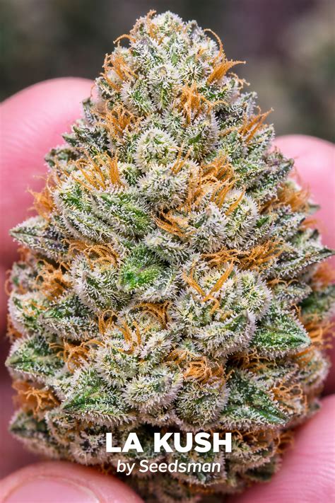 Piffinten The Authority On Cannabis La Kush The Minty West Coast Enigma